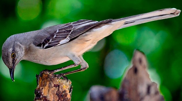 Ornitologia no Brasil: Documentário - Zoologia, Aves - Biólogo