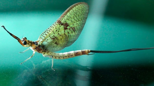 Biomonitoramento - Meio Ambiente - Análise ambiental. Biólogo