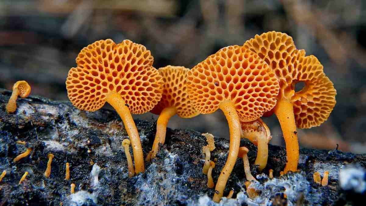 Pioneiros Da Biologia Grandes Biólogos História Biólogo